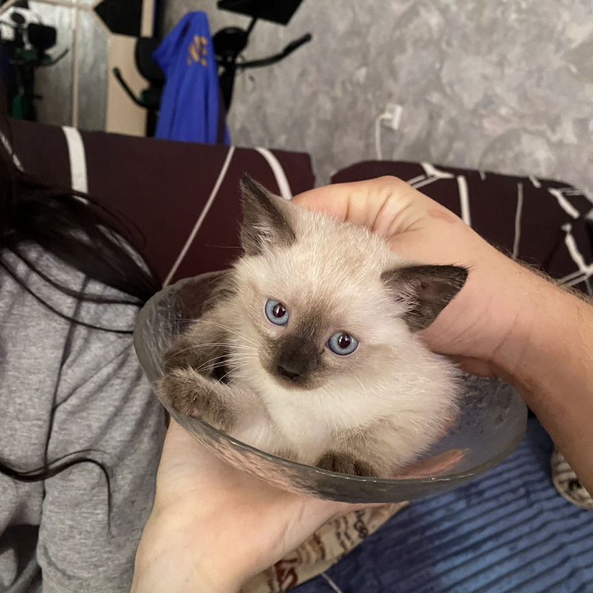 Котята в добрые руки приучены к лотку