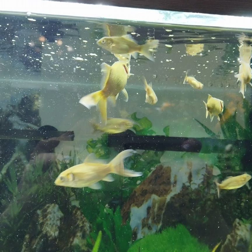 Золотые рыбки с дефектами, комета вуалевая