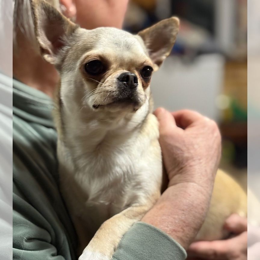 Чихуахуа, взрослая собака