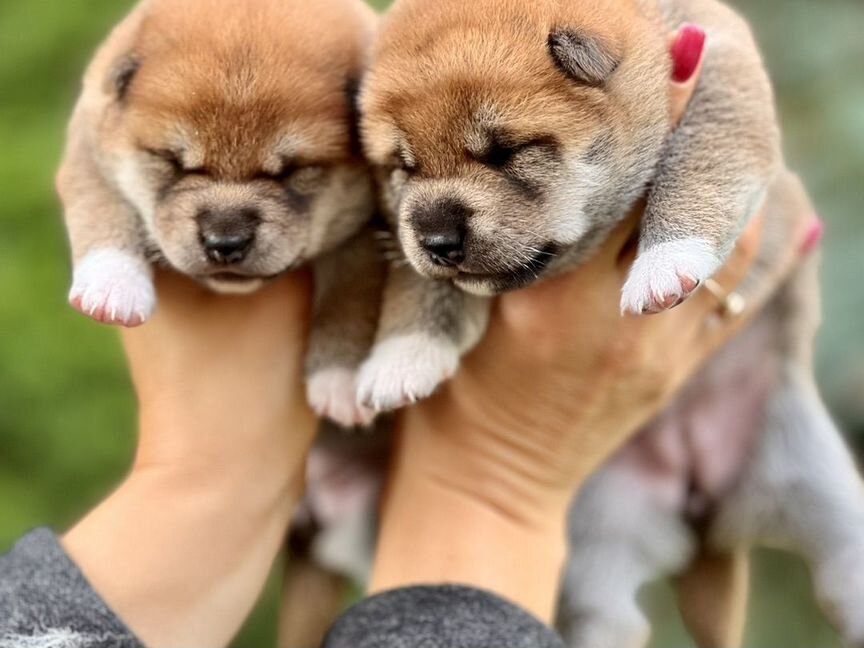 Щенки сиба ину питомник