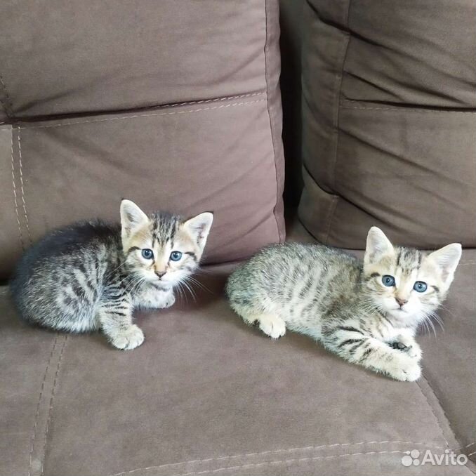 Кошка в дар бесплатно оба мальчика