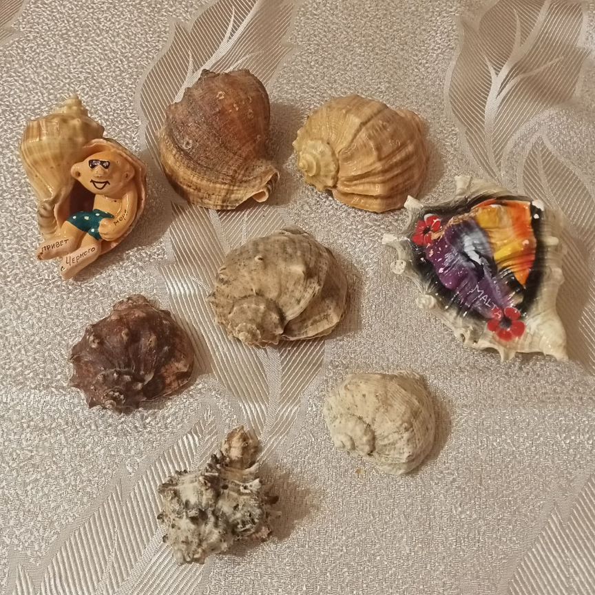 Ракушки пакетом