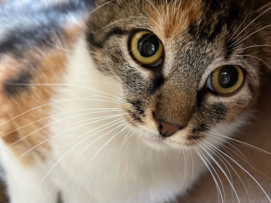 Кошка около года