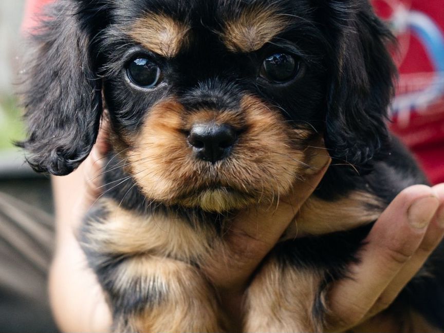 Кавалер кинг чарльз спаниель