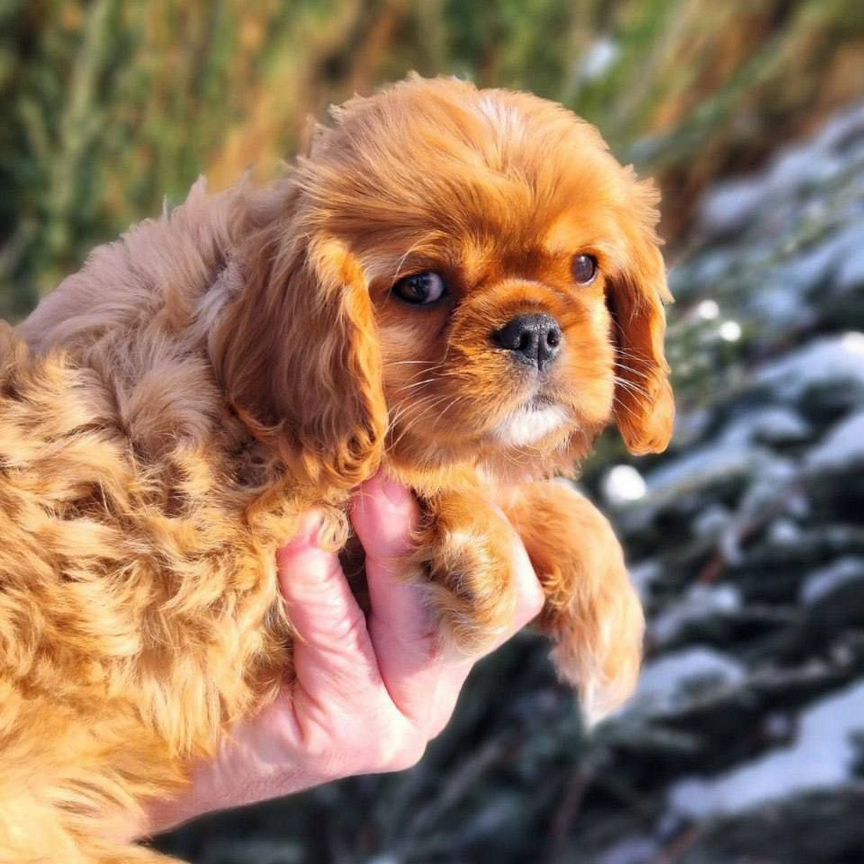 Кавалер кинг чарльз спаниель рубинового окраса