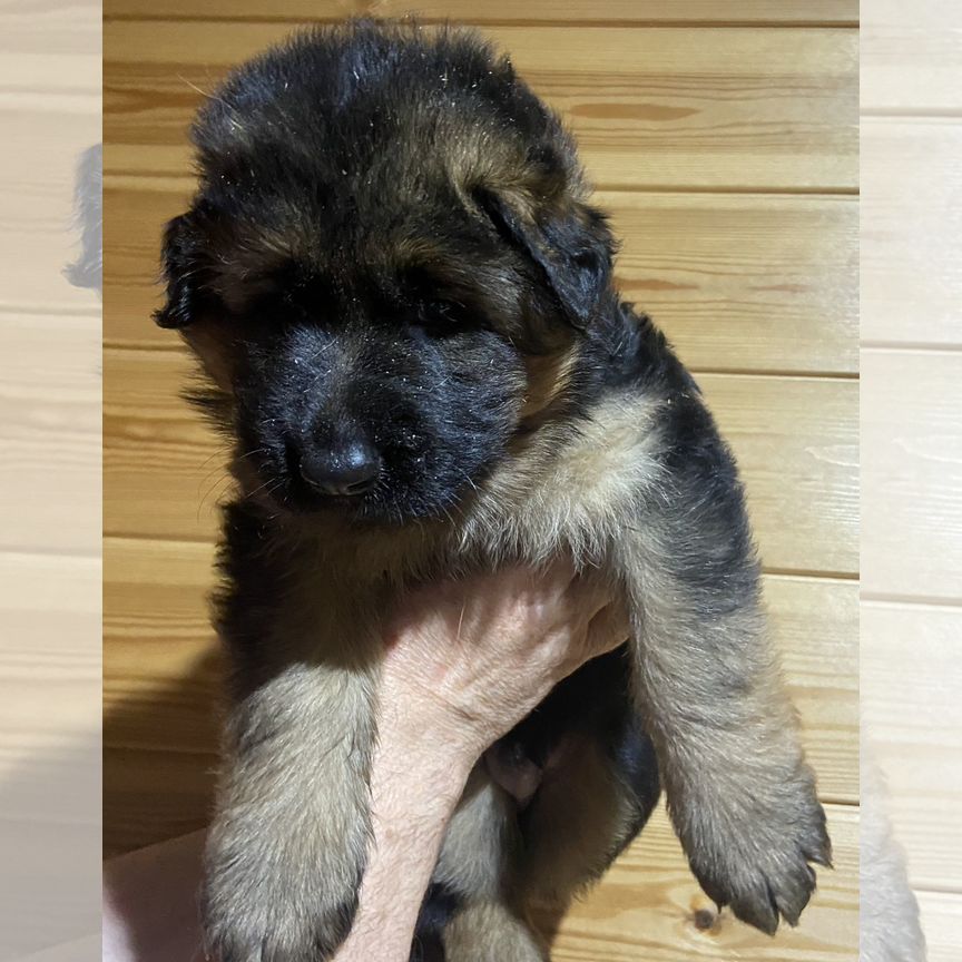 Немецкая овчарка, щенок