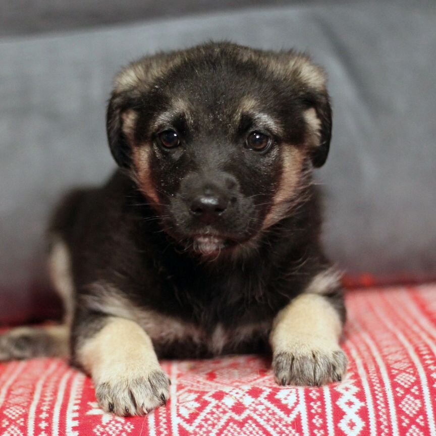 Щенки в добрые руки