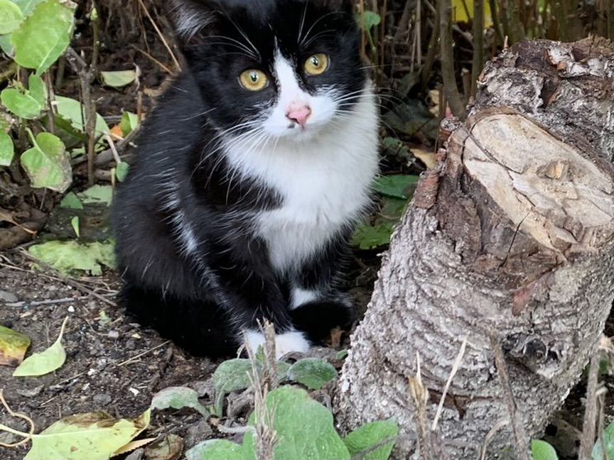 Котенок (девочка), помогите спасти