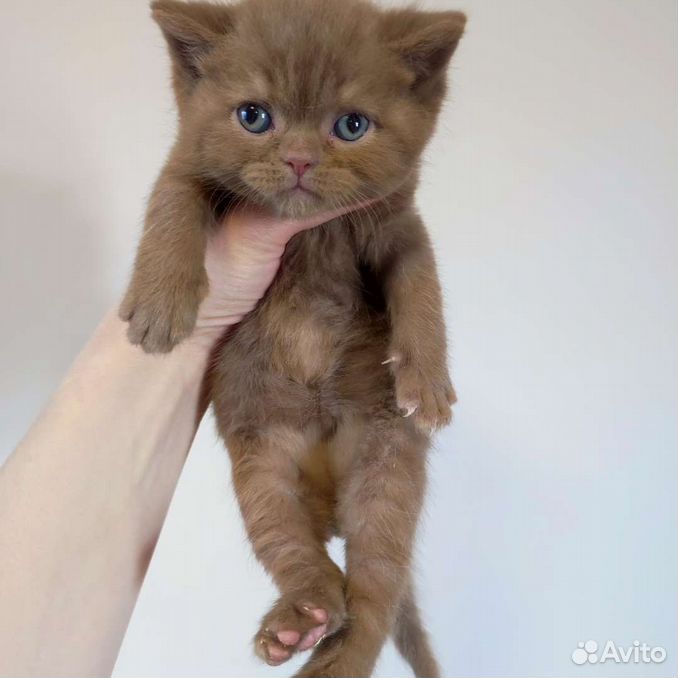 Британский кот циннамон
