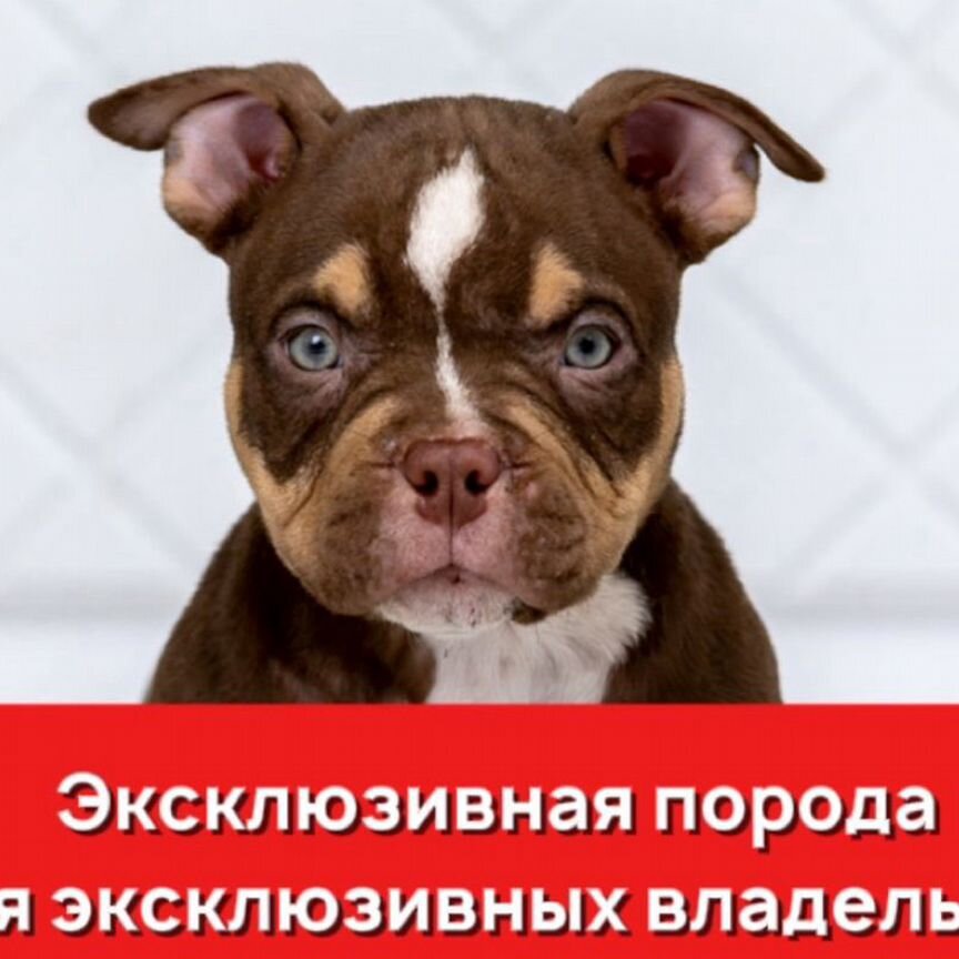Булли микро от импортных родителей