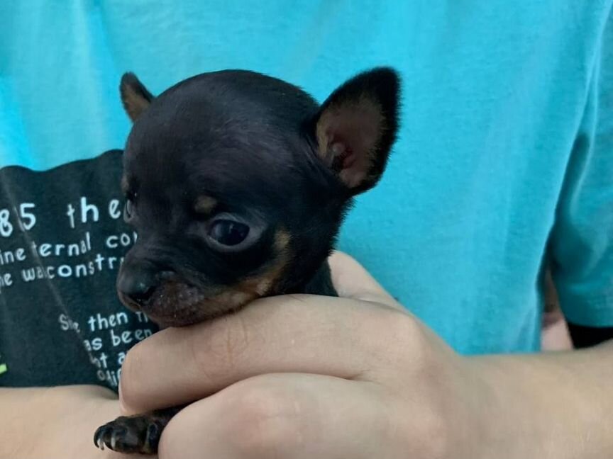 Карманный той терьер