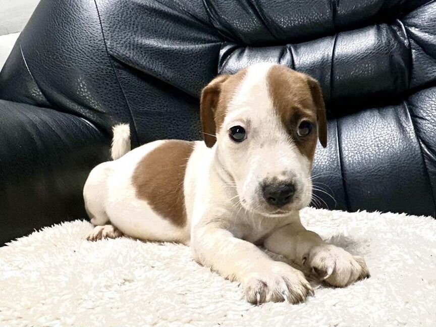 Джек Рассел терьер