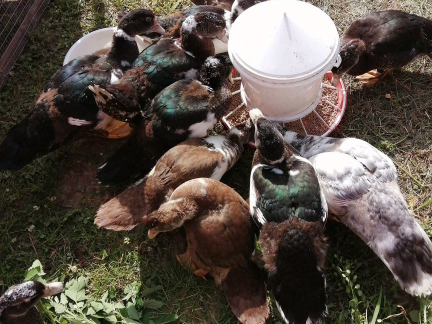 Селезень индоутки