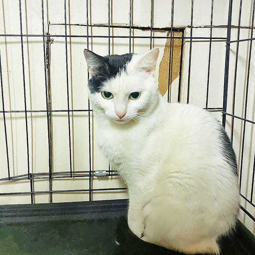 Кошечка-подросток в теплые ручки