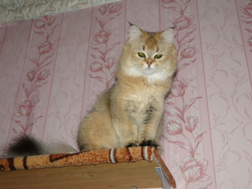 Полки для кошек