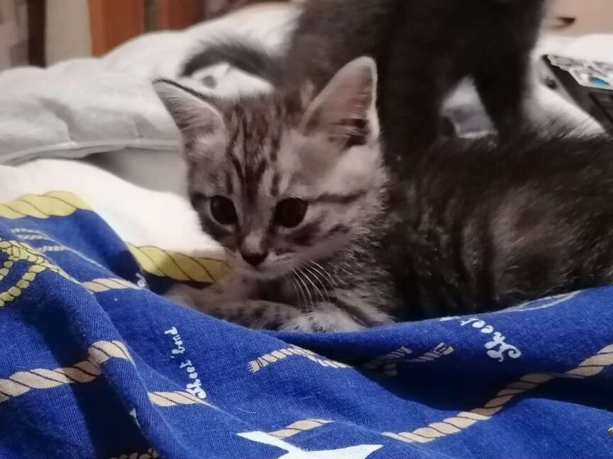 Шотландские котята