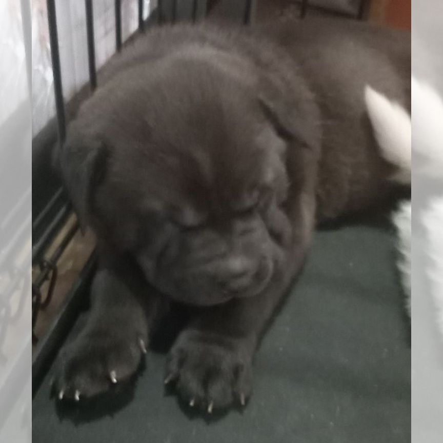 Щенок от частного владельца