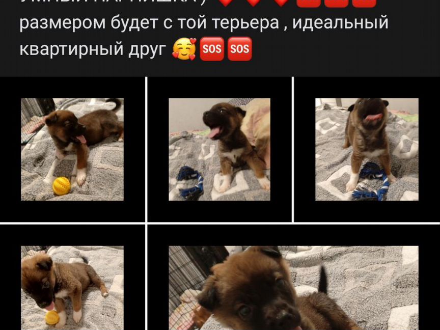 Щенок в добрые руки бесплатно