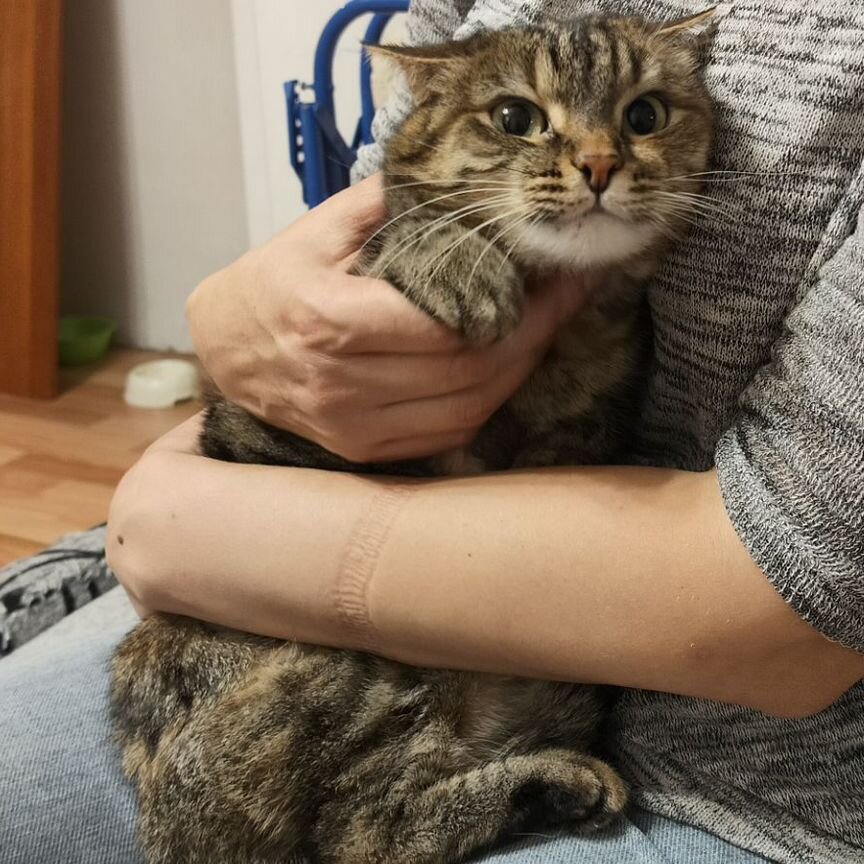 Взрослая, кошка в добрые руки