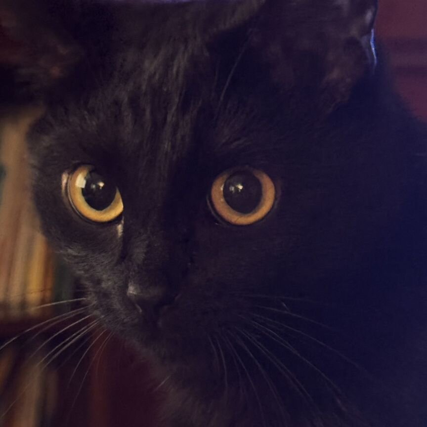 Бомбейская кошка, взрослая