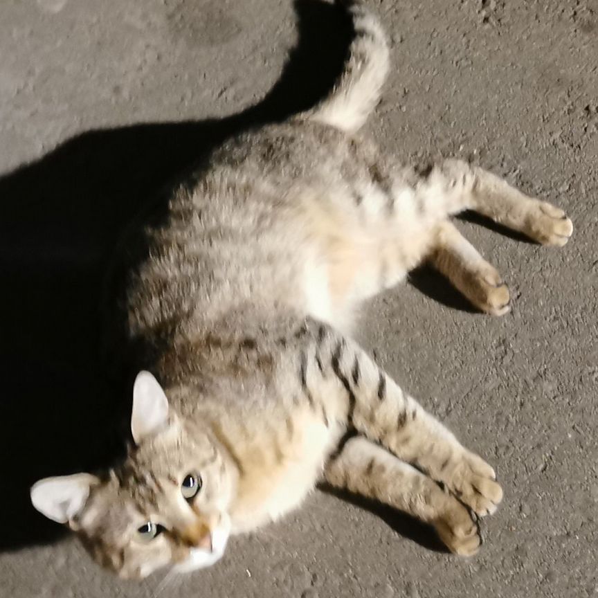 Ласковый котик отдается в дар