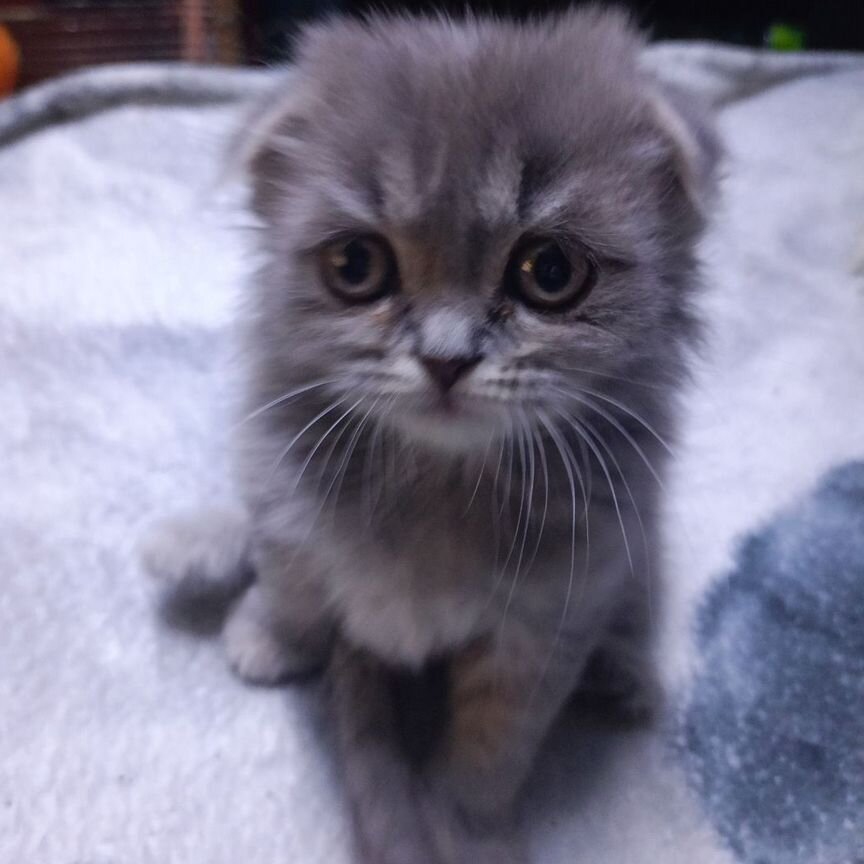 Шотландский вислоухий длинношёрстный котёнок