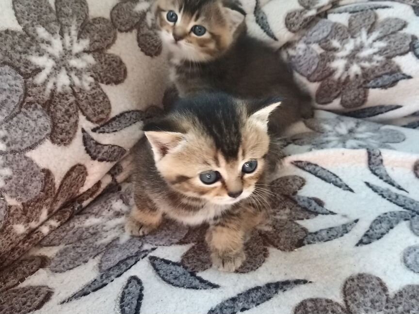 Британские котята