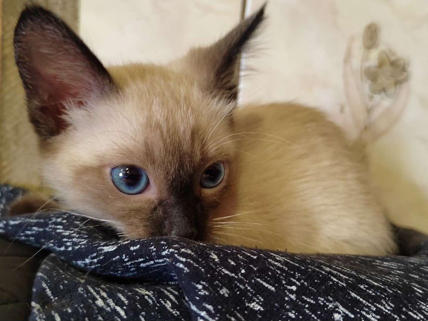 Сиамская кошка