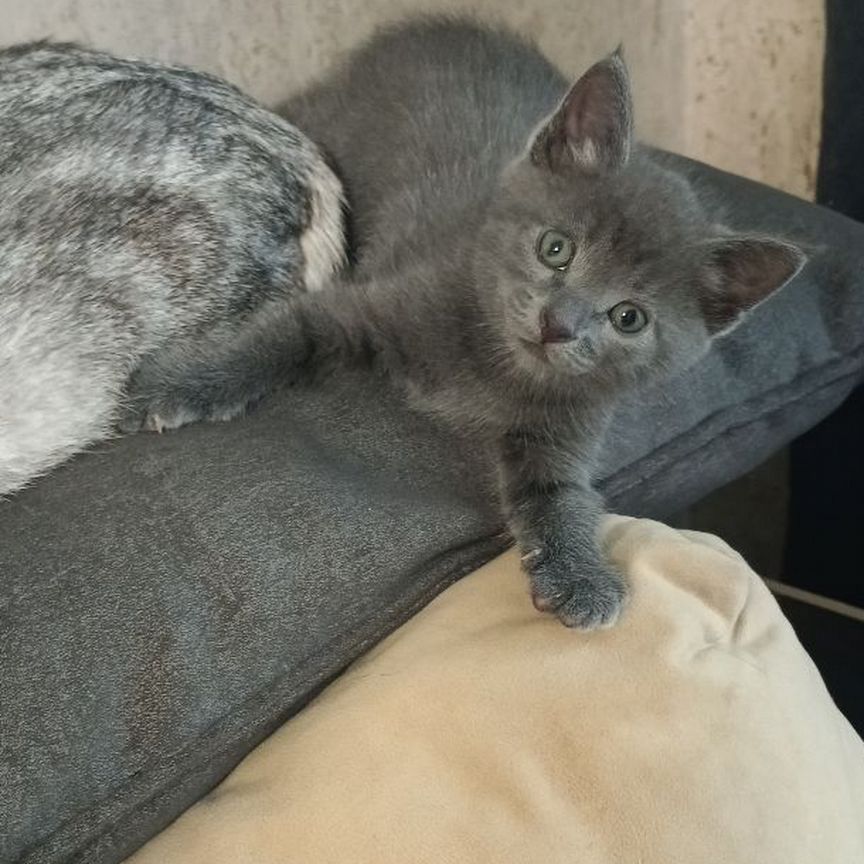 Котёнок в добрые руки