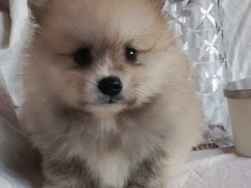 Шпицы померанцы, шикарные мишки