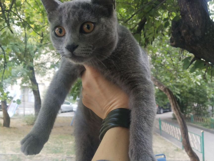 Котенок в дар бесплатно