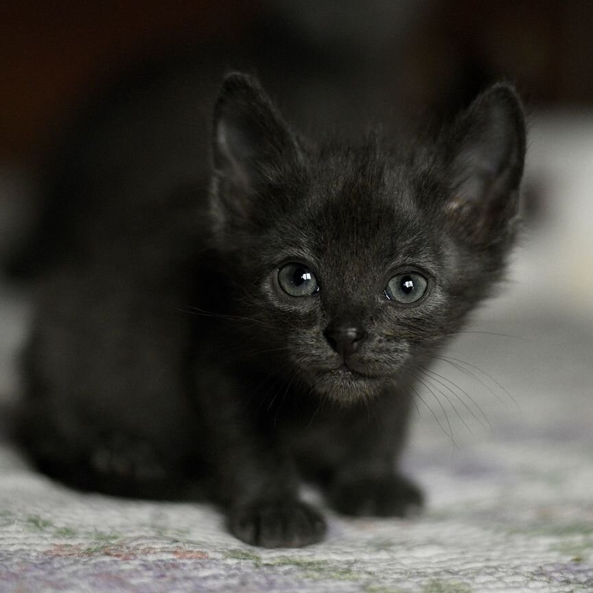 Котенок Белль
