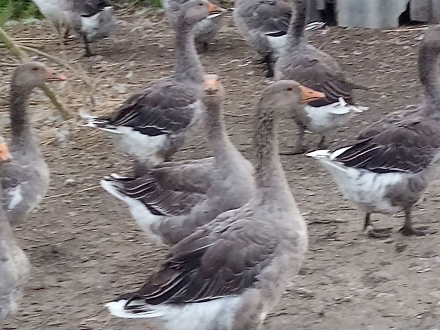 Гуси,Индоутки,Муларды