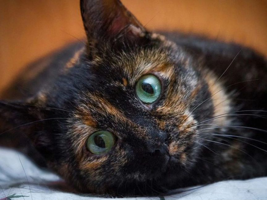 Трехцветные кошки бесплатно