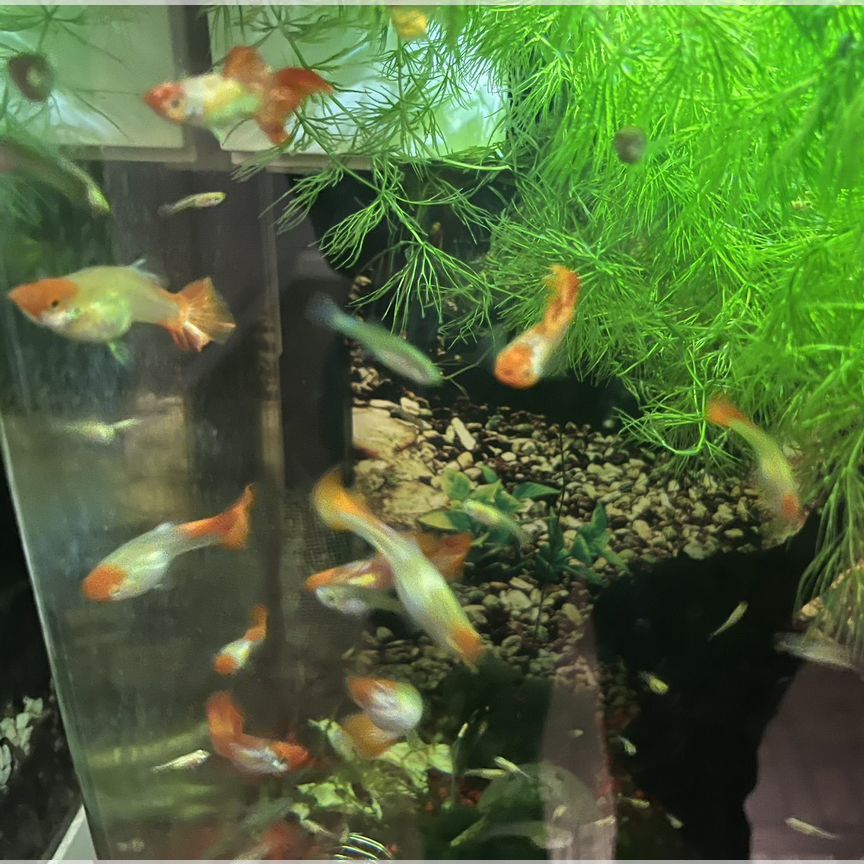 Гуппи Кои Альбино (мальки)