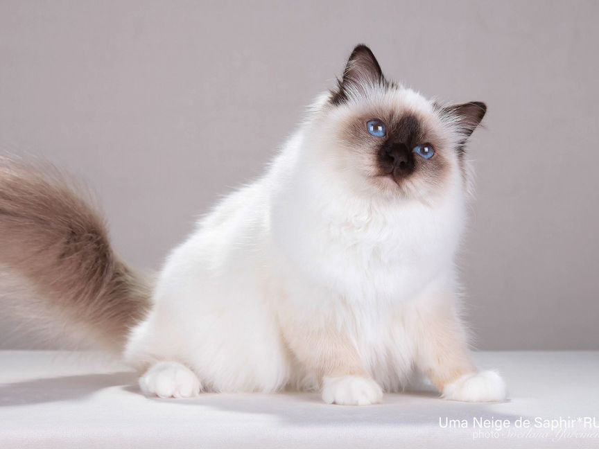 Котята породы Священная Бирма