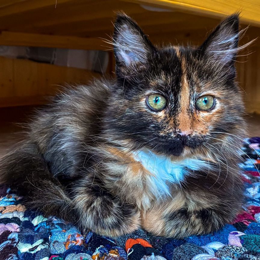 Котенок девочка ищет дом
