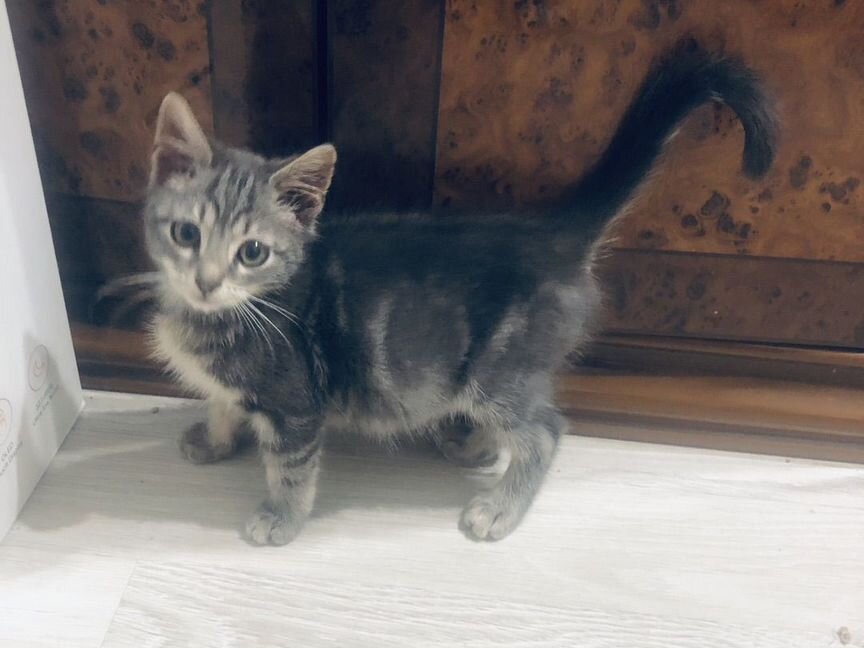 Котенок в добрые руки