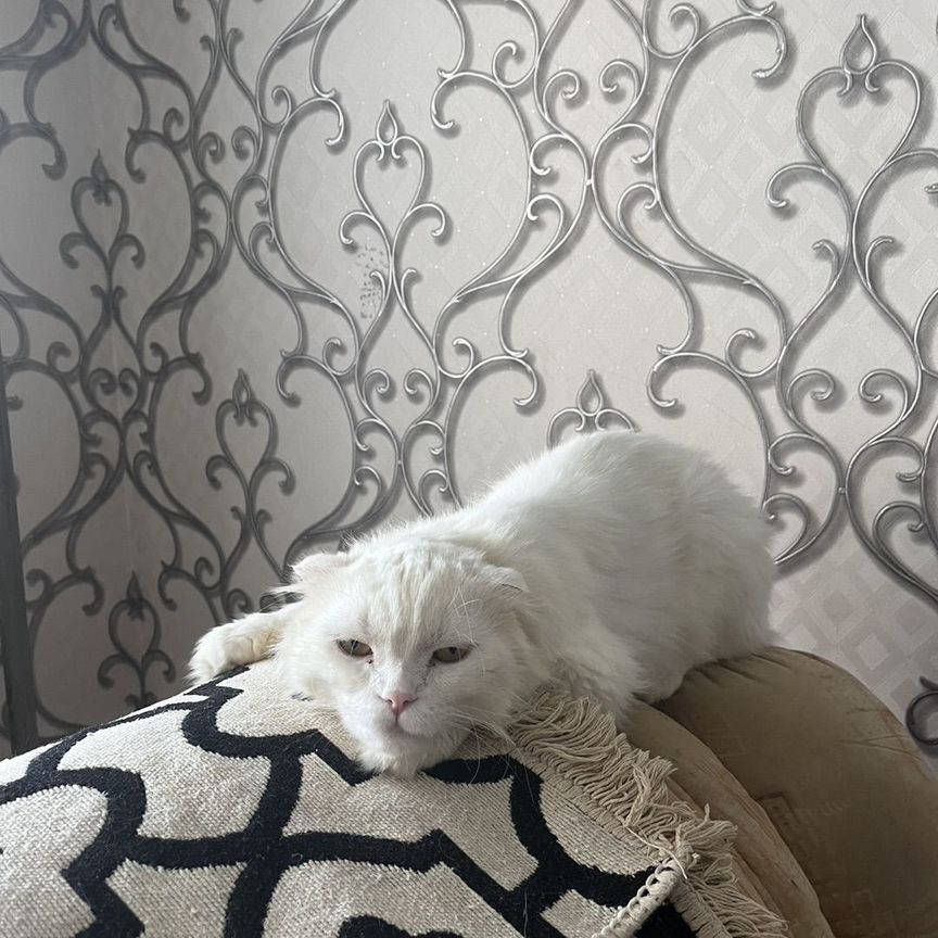 Котик ищет дом