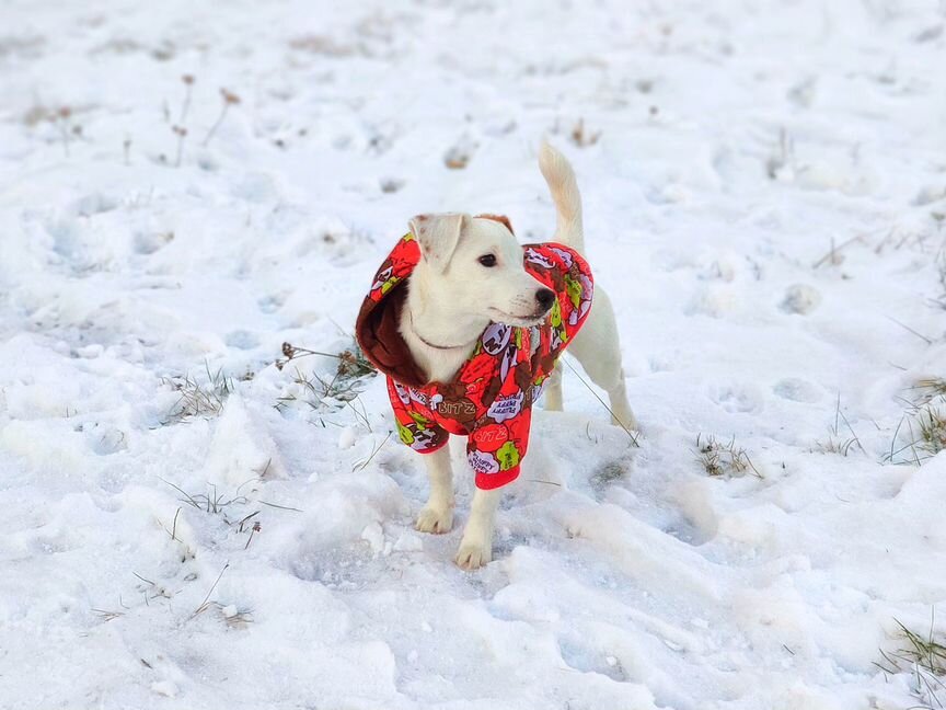 Джек Рассел терьер