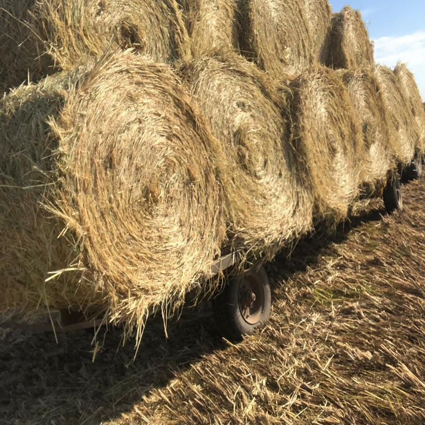 Рисовая солома в рулонах