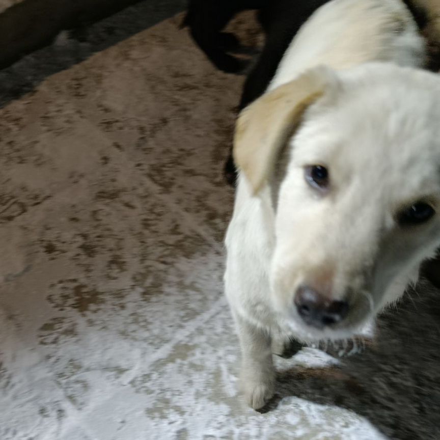 Щенок в добрые руки