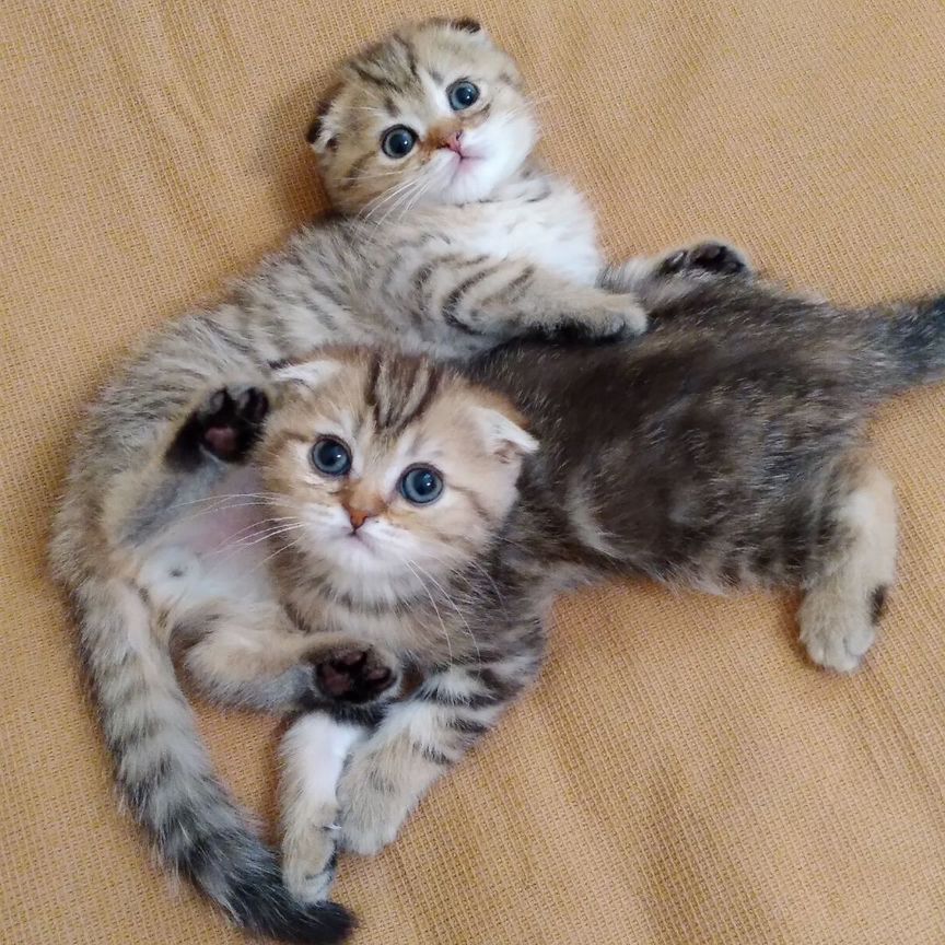 Шотландские котята