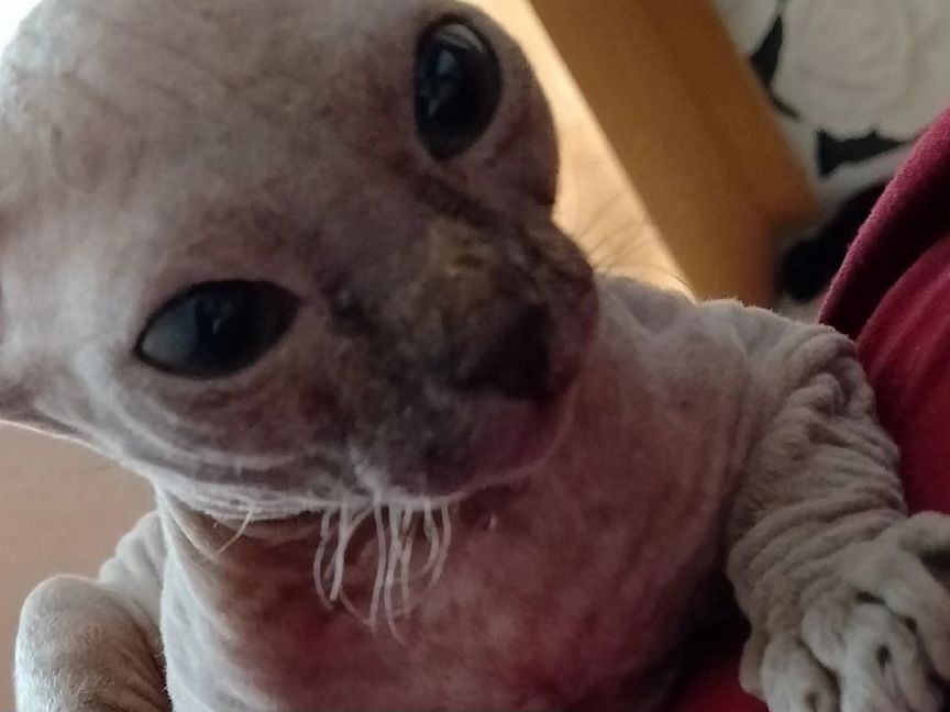 Котёнок Свинкс продам