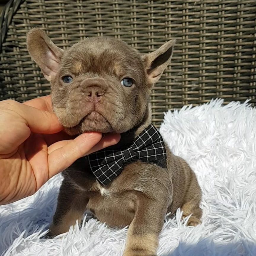 Мальчик Изабелла с подпалом