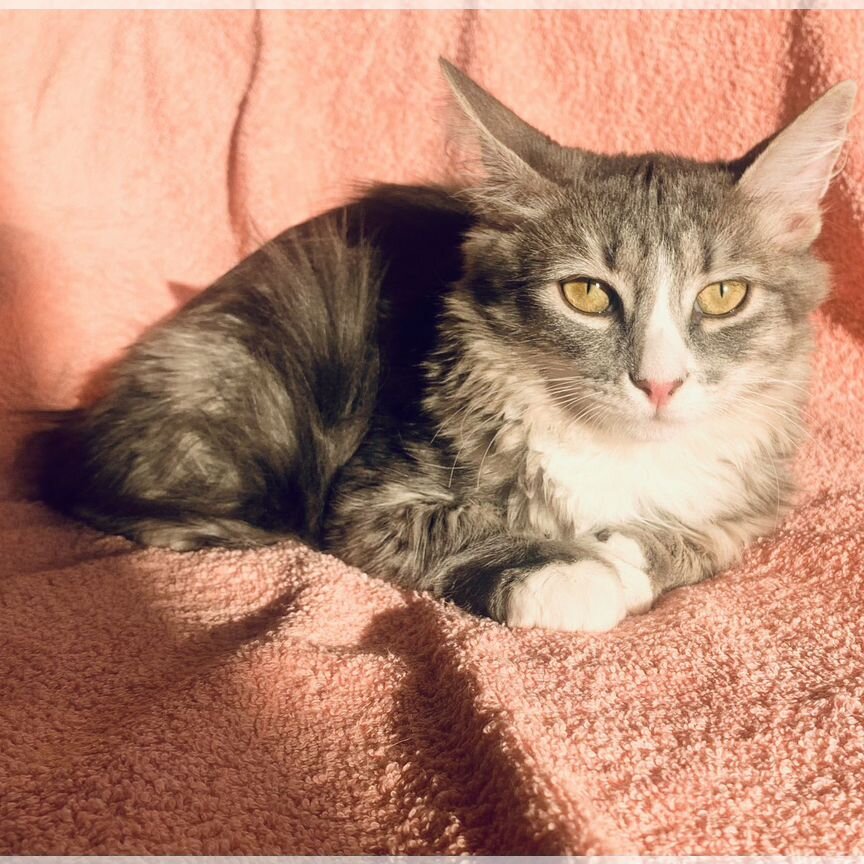 Котенок бесплатно в добоые руки