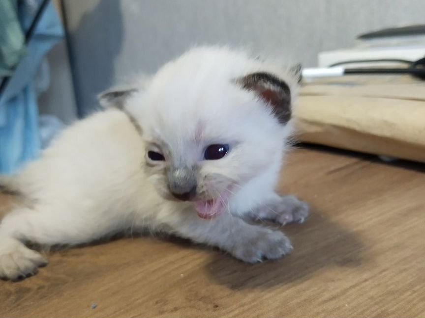 Красавицы девчонки ищут семьи