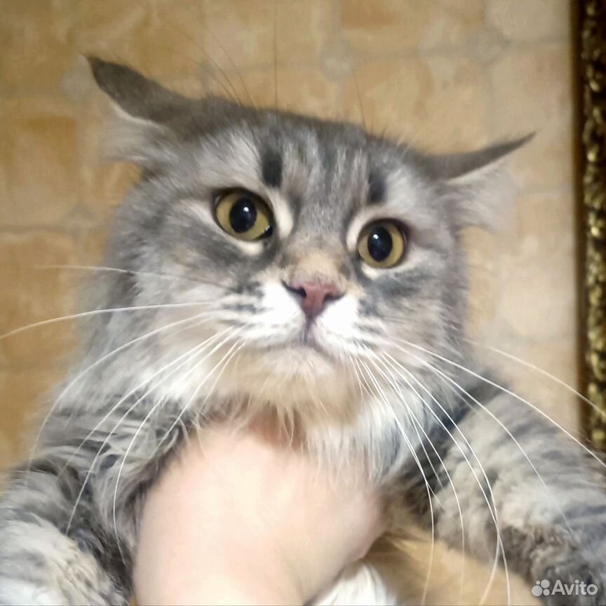 Сибирская Красавица. В Дар