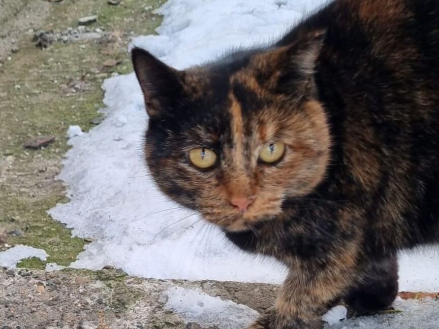 Черепаховая кошка живёт на улице