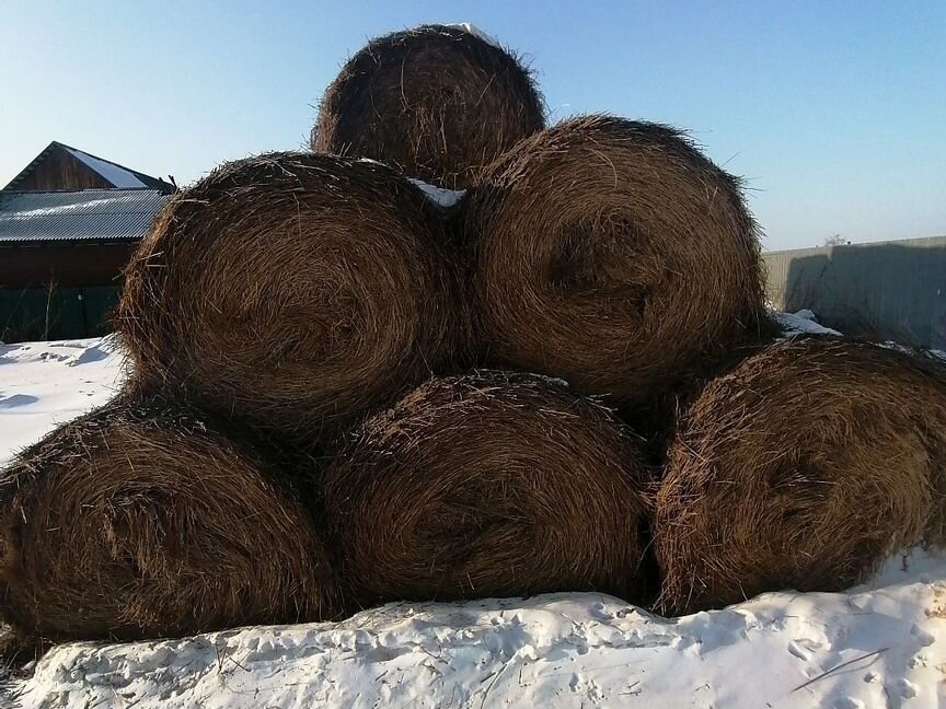 Продам сено в рулонах